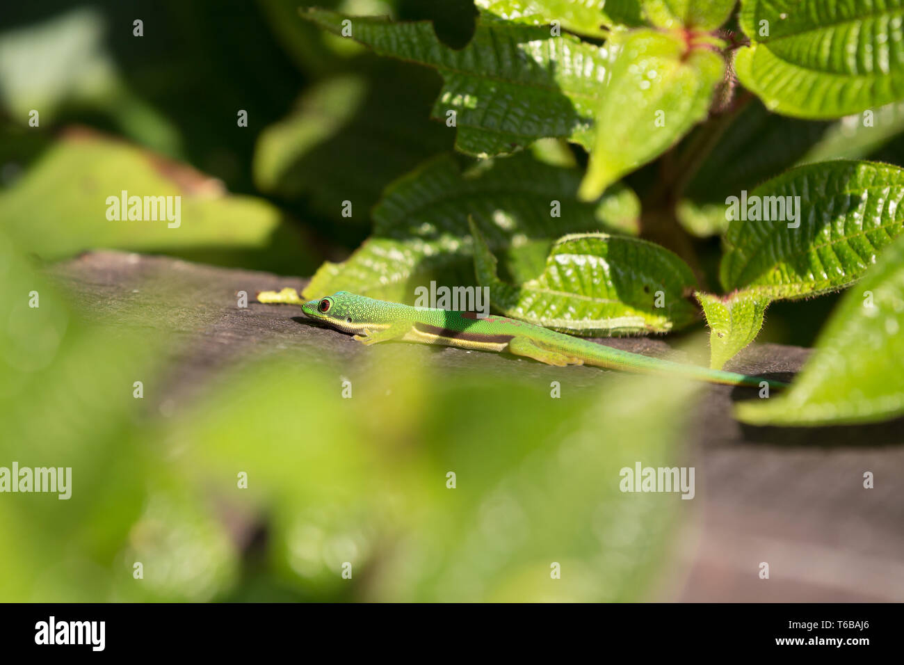 Lined Day Geckos (phelsuma Lineata Lineata Stock Photo - Alamy