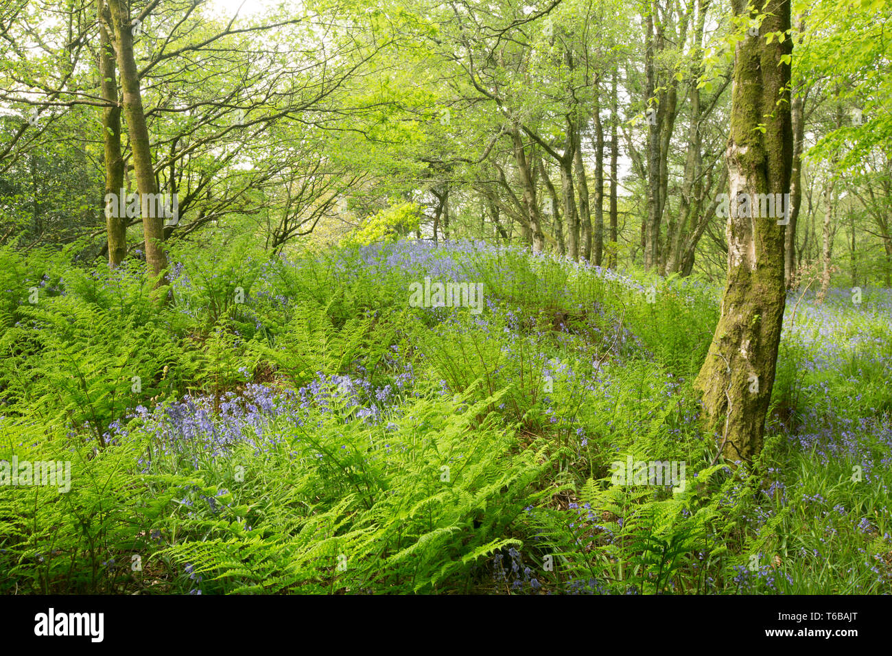 Bluebells and ferns growing in mixed deciduous, public woodland in late ...