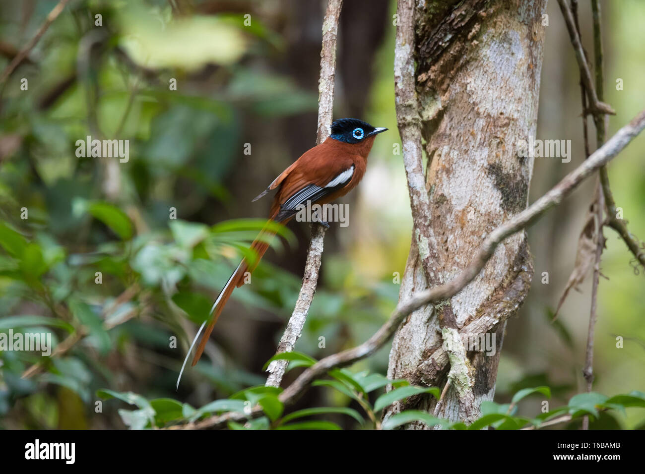 Madagascar Paradise-flycatcher, Terpsiphone mutata Stock Photo - Alamy
