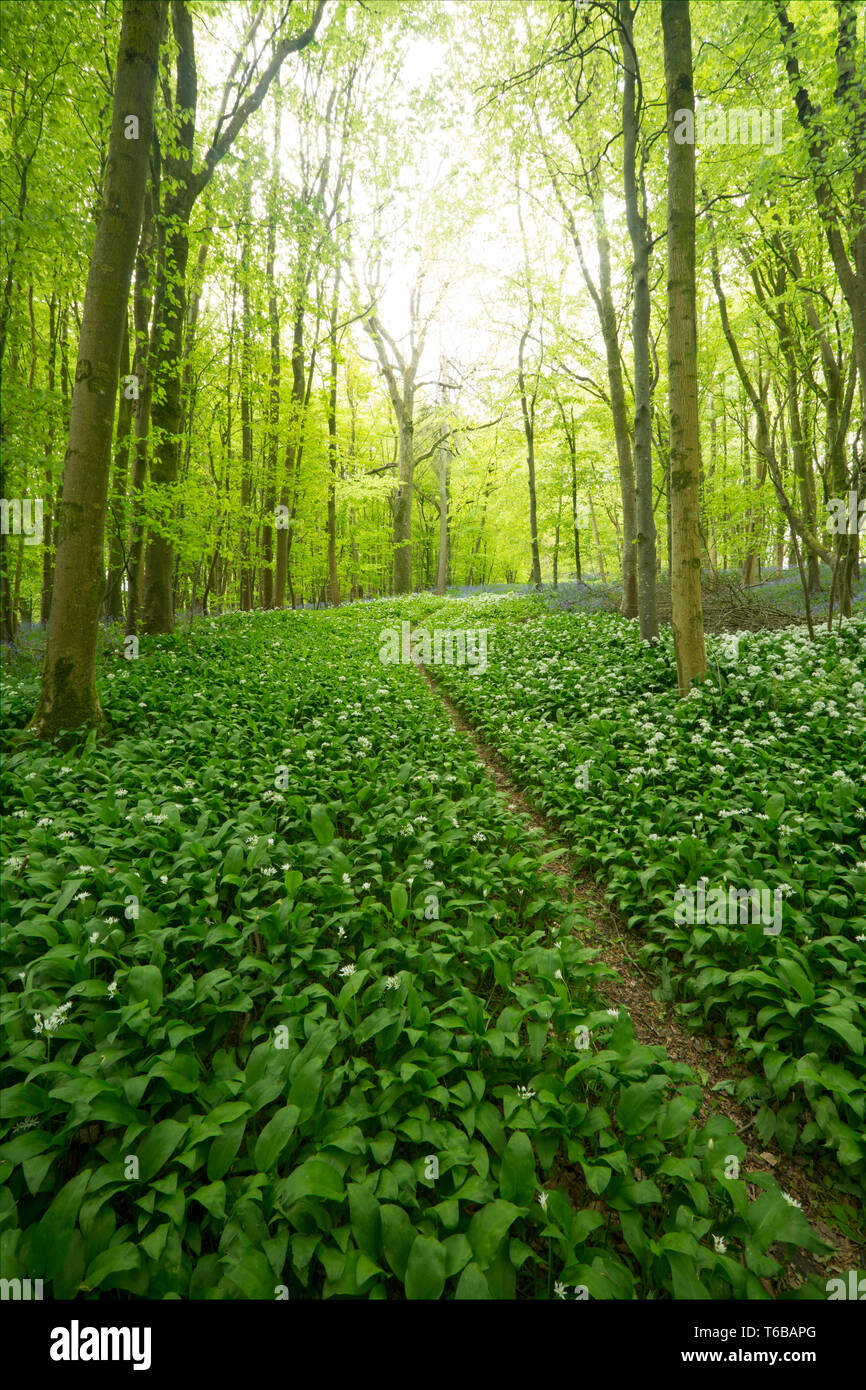 Ash hazel woodland hi-res stock photography and images - Alamy
