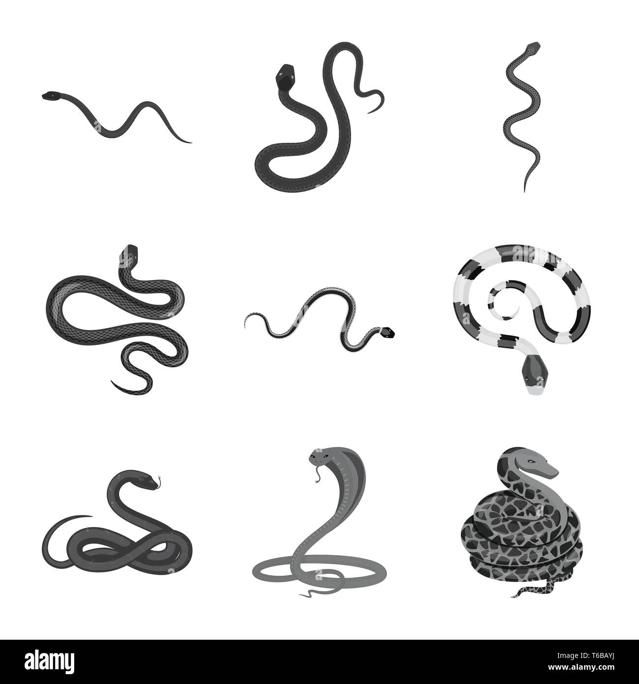 snake,viper,amphibian,animal,anaconda,cobra,tail,coral,python,threat ...