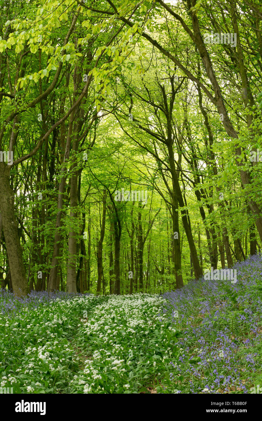 Wild garlic, Allium ursinum, and bluebells growing in mixed deciduous ...