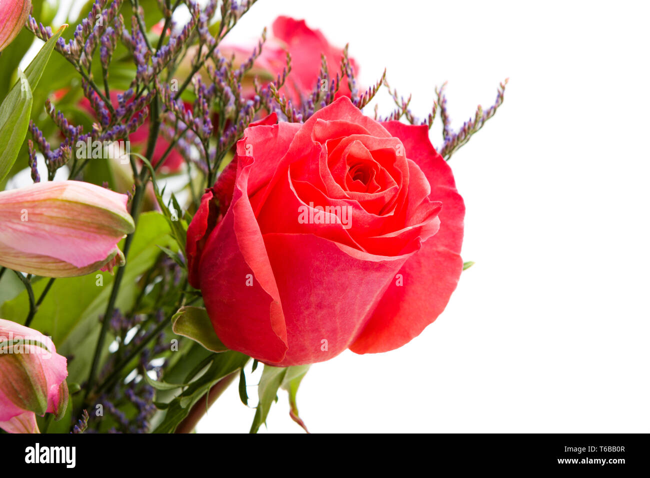 beautiful rose flowers on white background Stock Photo - Alamy