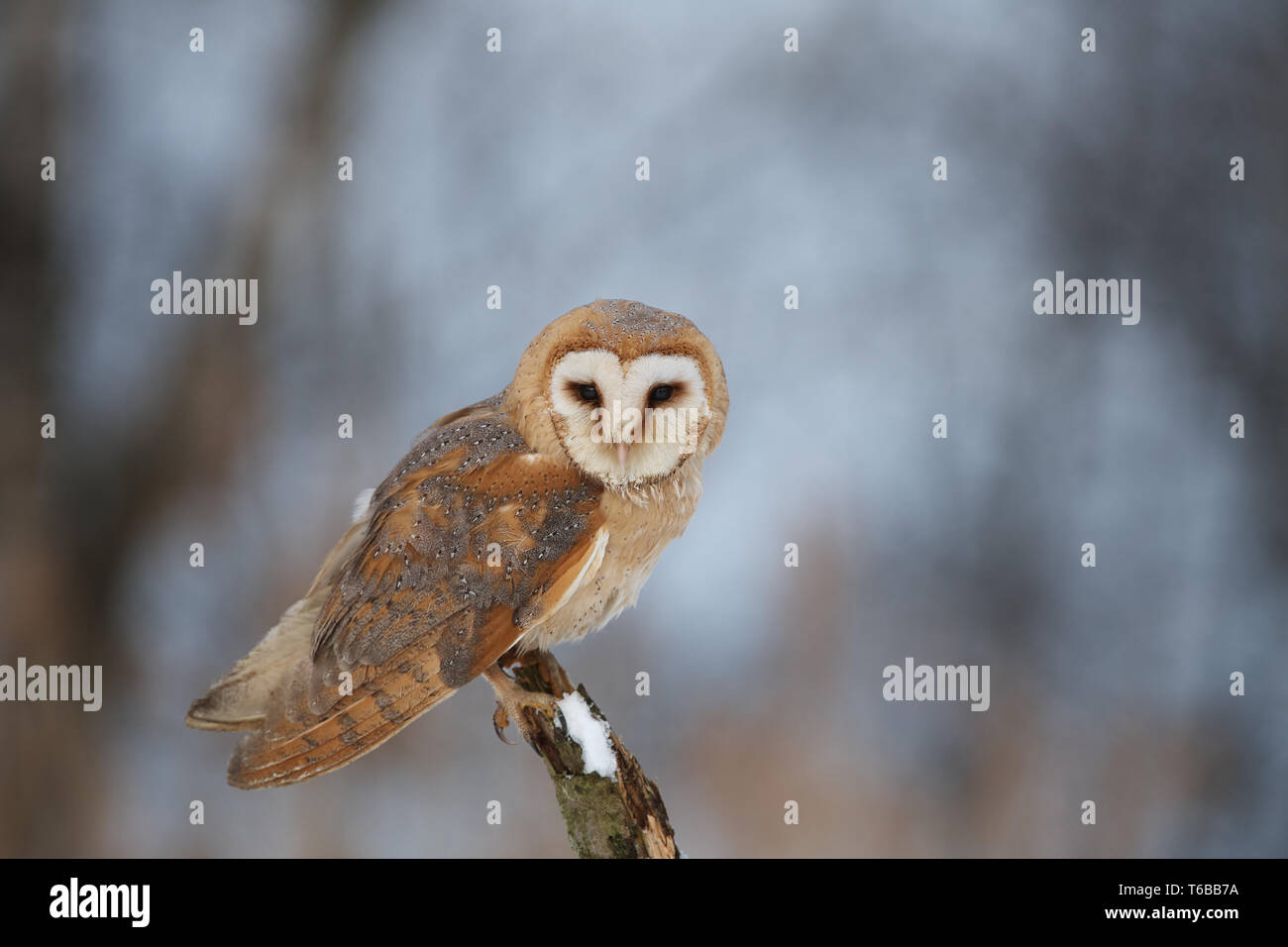 Barn owl, Tyto alba Stock Photo - Alamy
