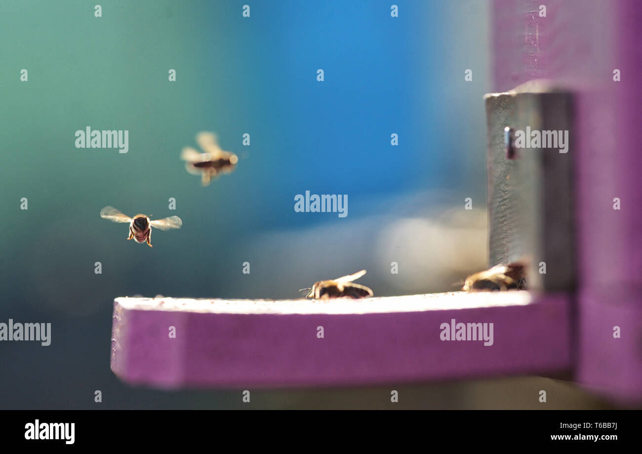 Bees group flying grass hi-res stock photography and images - Alamy