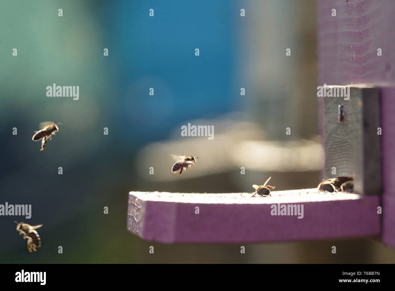 Flying bees hi-res stock photography and images - Alamy