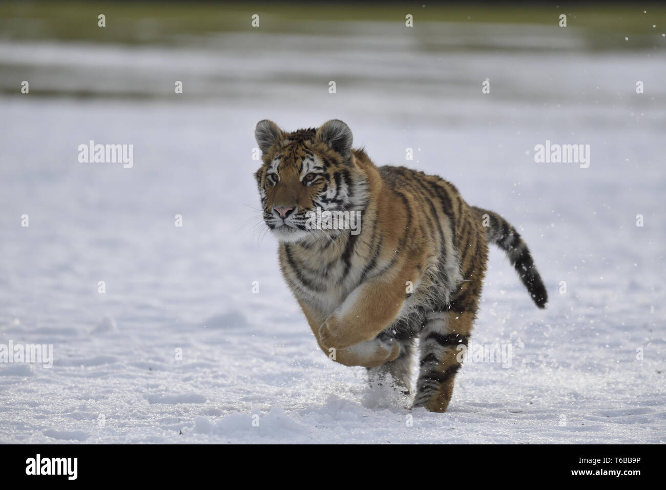 Siberian tiger, Panthera tigris tigris Stock Photo - Alamy