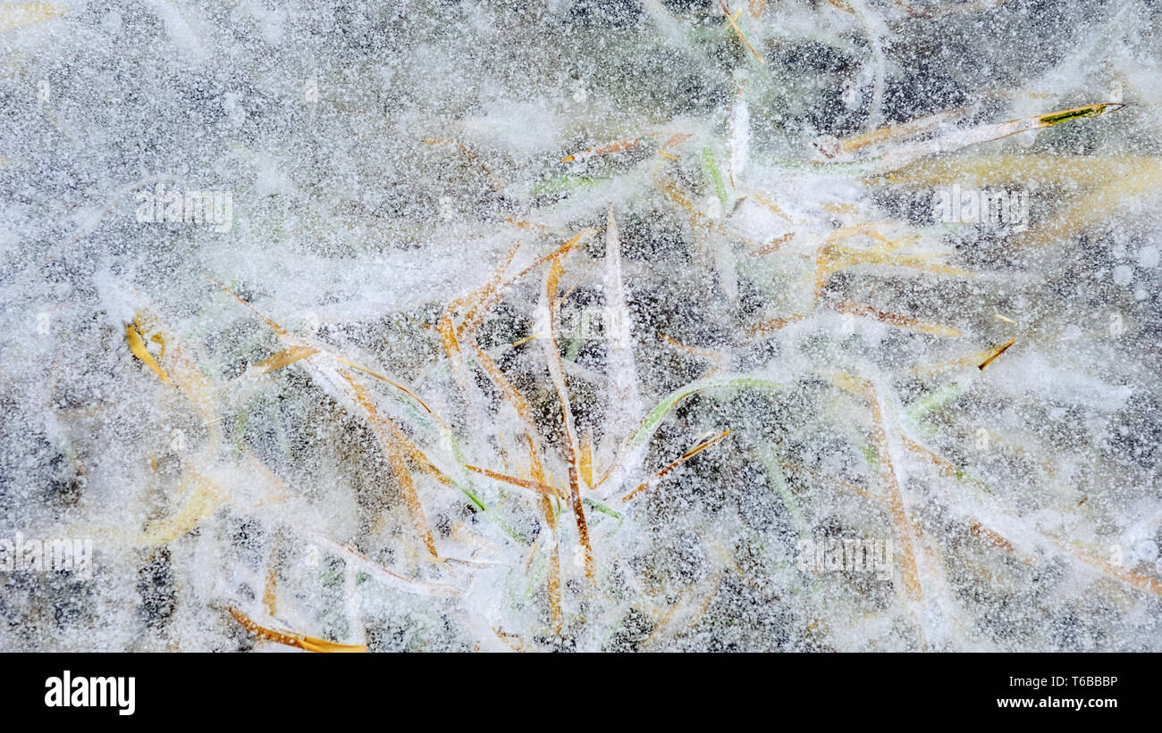 Grass under ice in winter Stock Photo - Alamy