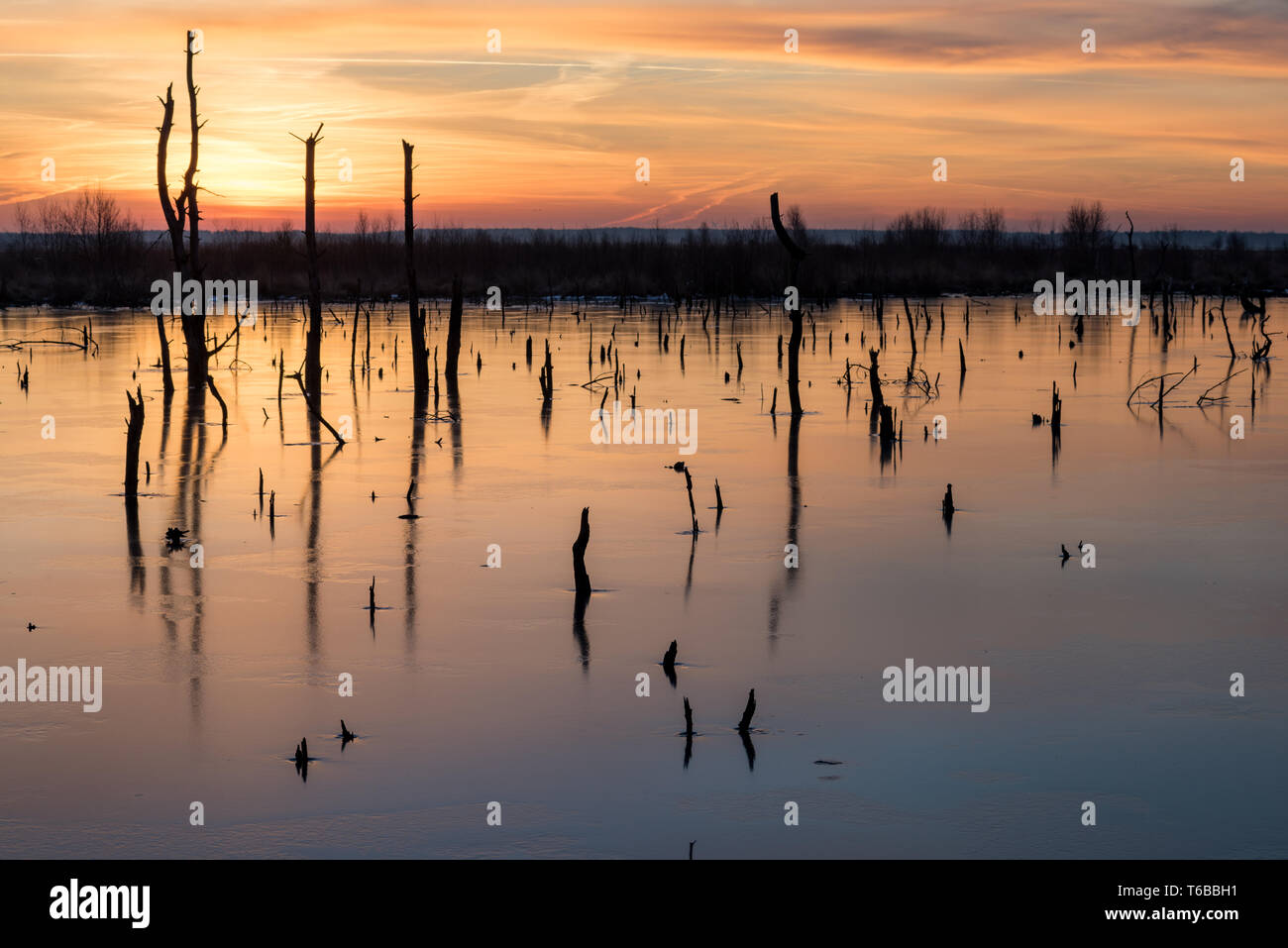 Marsh in Germany at wintertime Stock Photo - Alamy