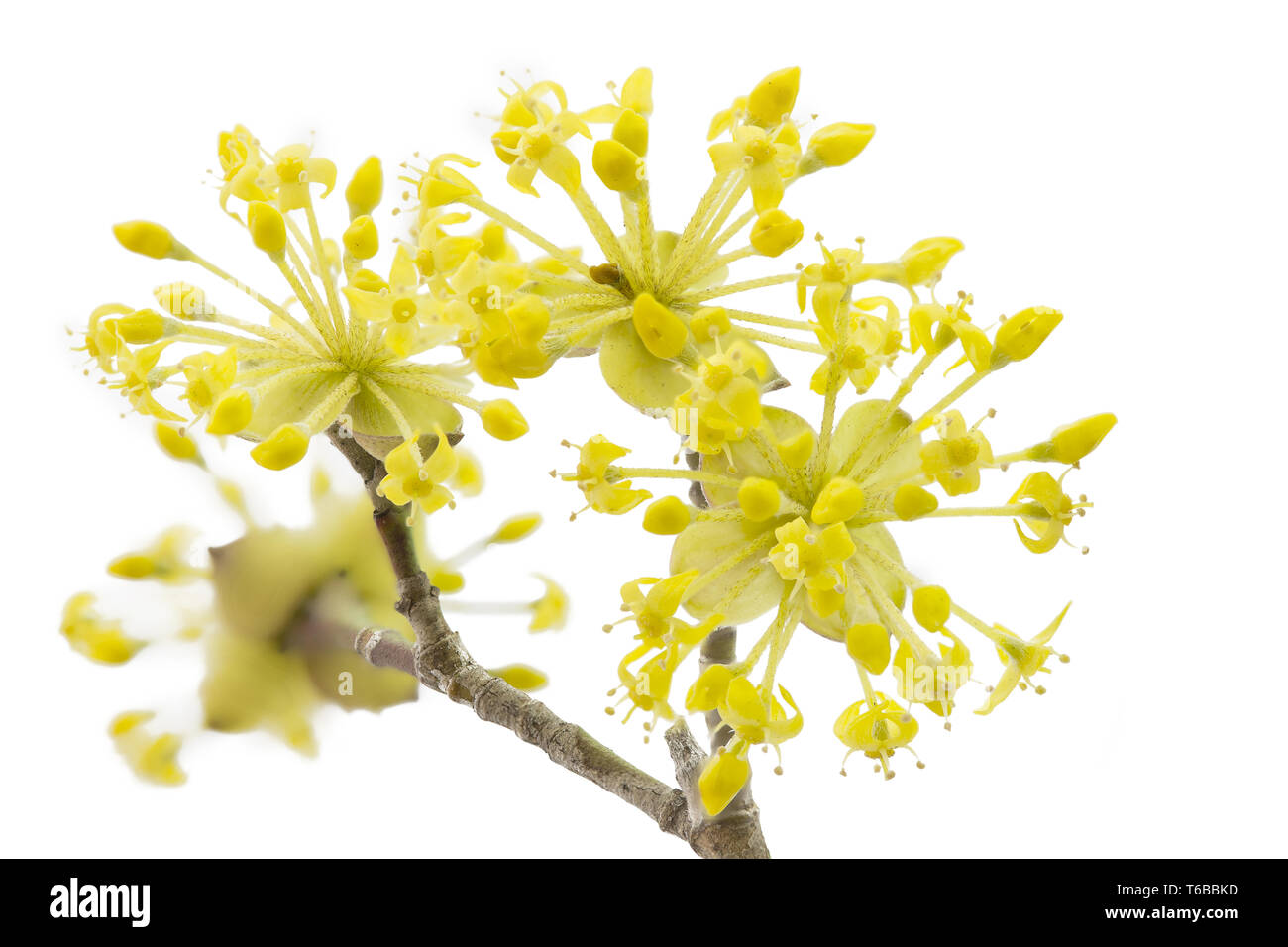 sorbet, cornus mas, cornelian cherry, cornel cherry Stock Photo - Alamy