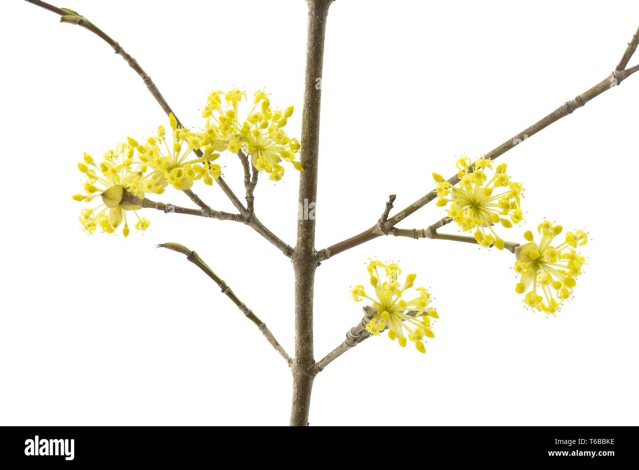 sorbet, cornus mas, cornelian cherry, cornel cherry Stock Photo - Alamy