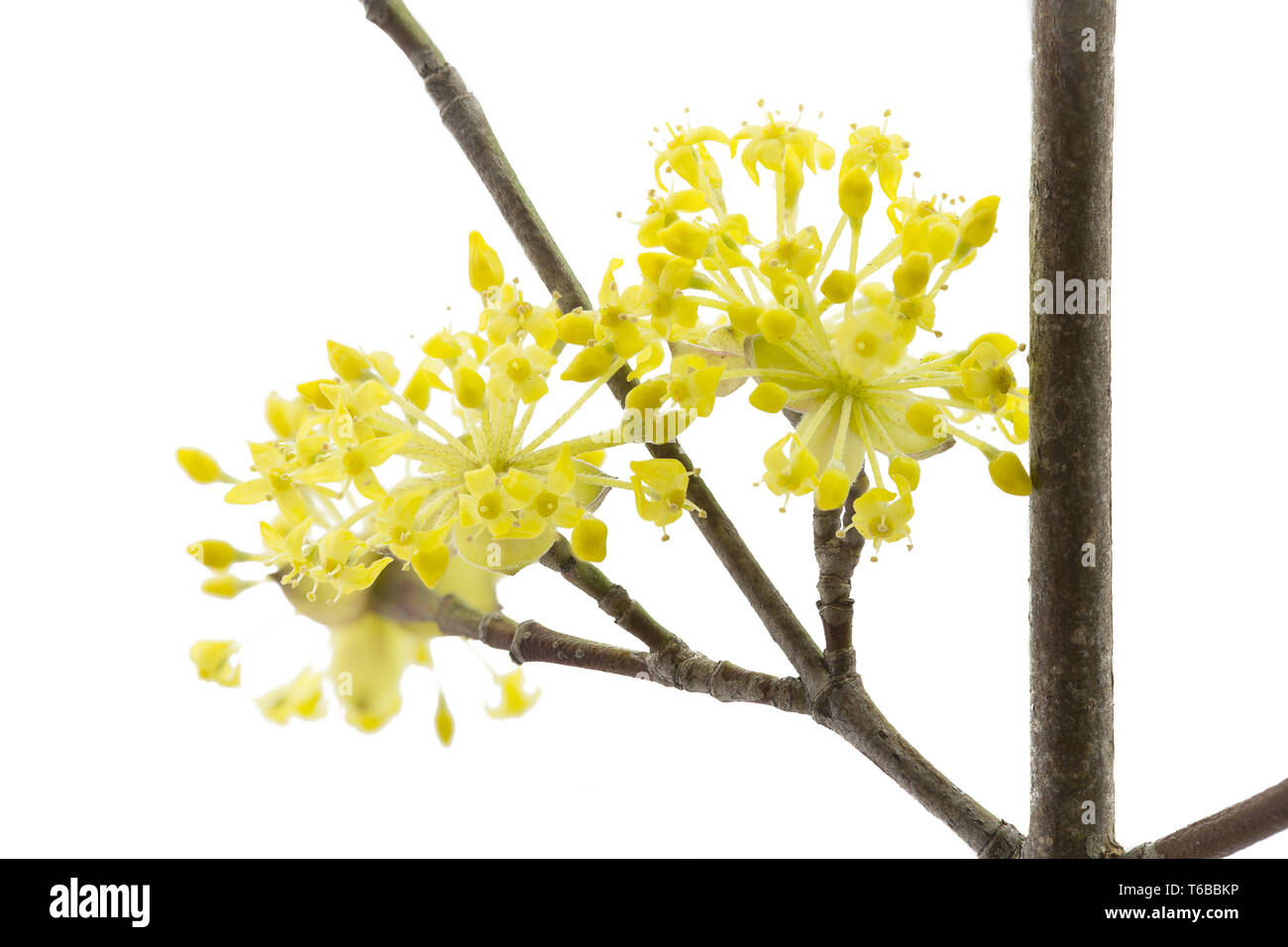 sorbet, cornus mas, cornelian cherry, cornel cherry Stock Photo - Alamy