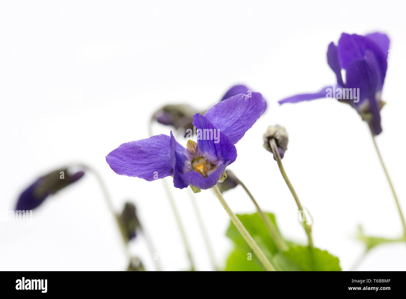 Tufted violets hi-res stock photography and images - Alamy