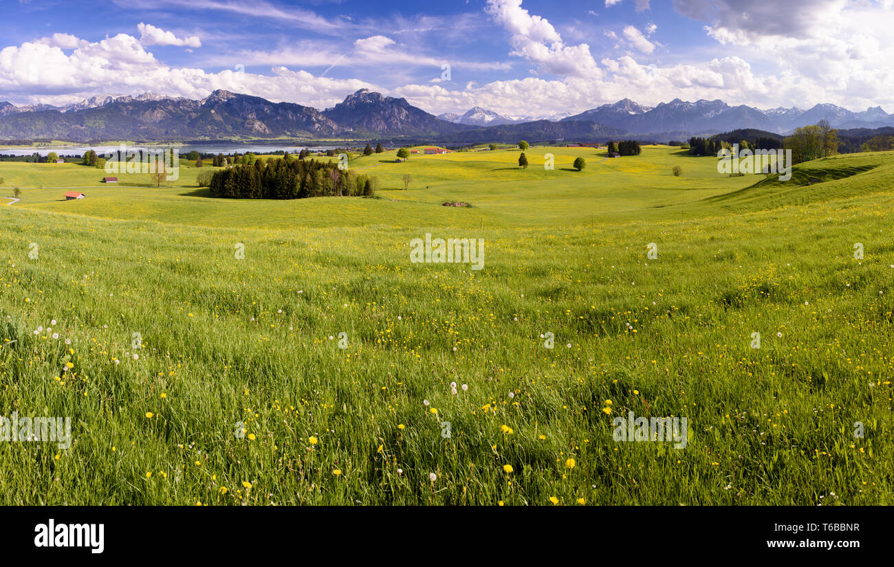panorama landscape in Bavaria with alps mountains and meadow at spring ...