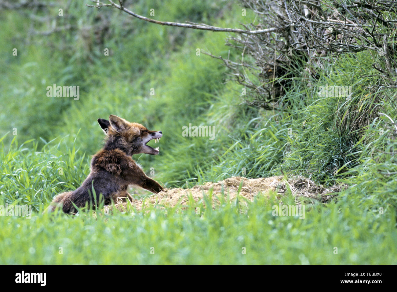 European Red Fox, Germany Stock Photo - Alamy