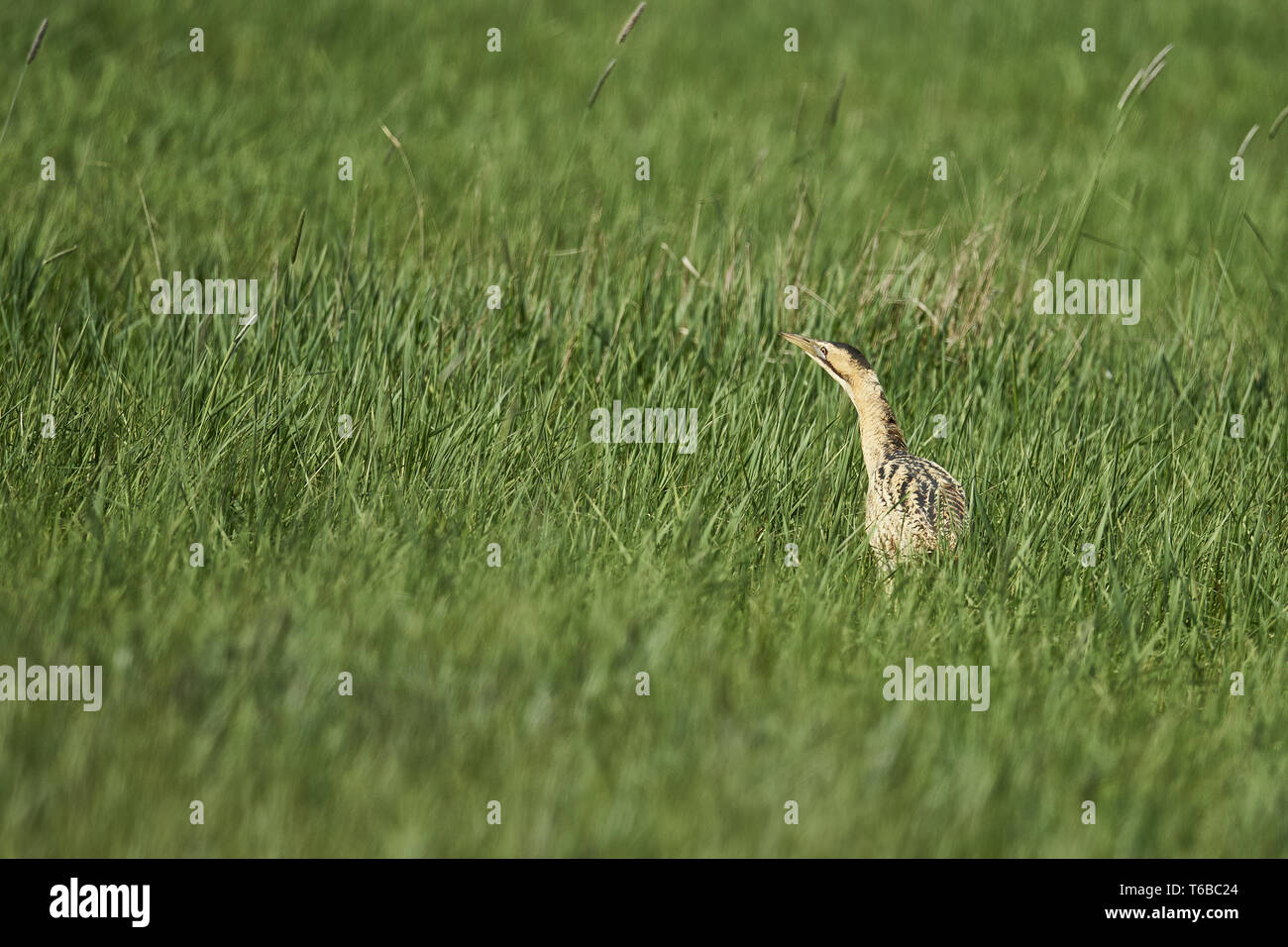 Common bittern, Botaurus stellaris Stock Photo - Alamy