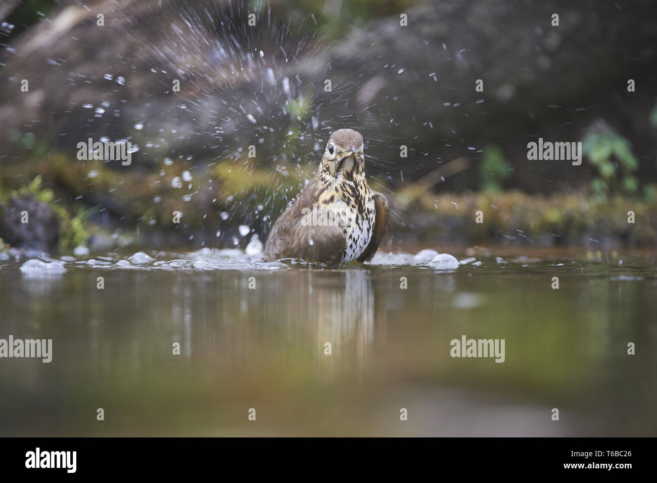 mavis, throstle, Turdus philomelos Stock Photo - Alamy