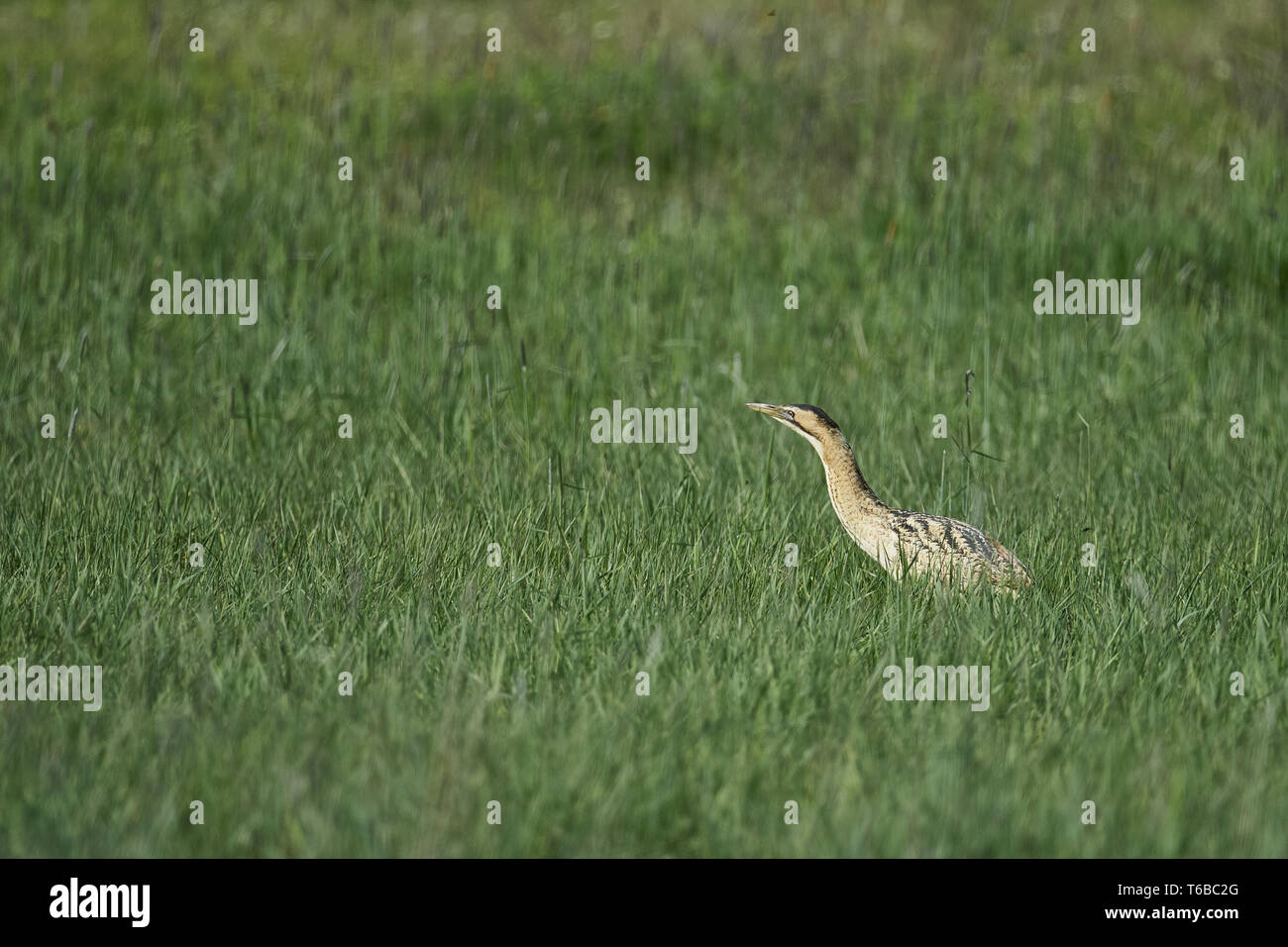 Common bittern, Botaurus stellaris Stock Photo - Alamy
