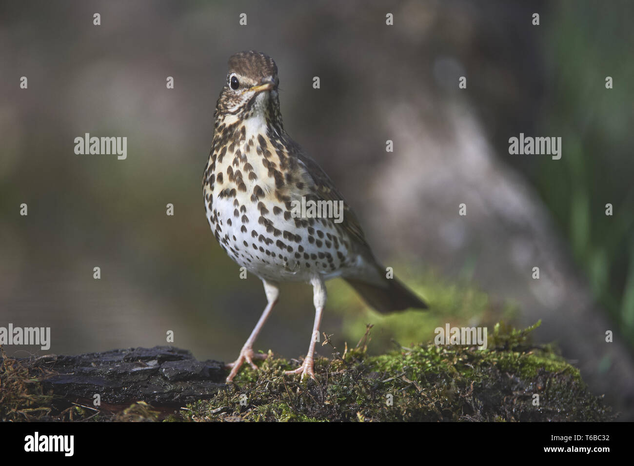 Throstle hi-res stock photography and images - Alamy