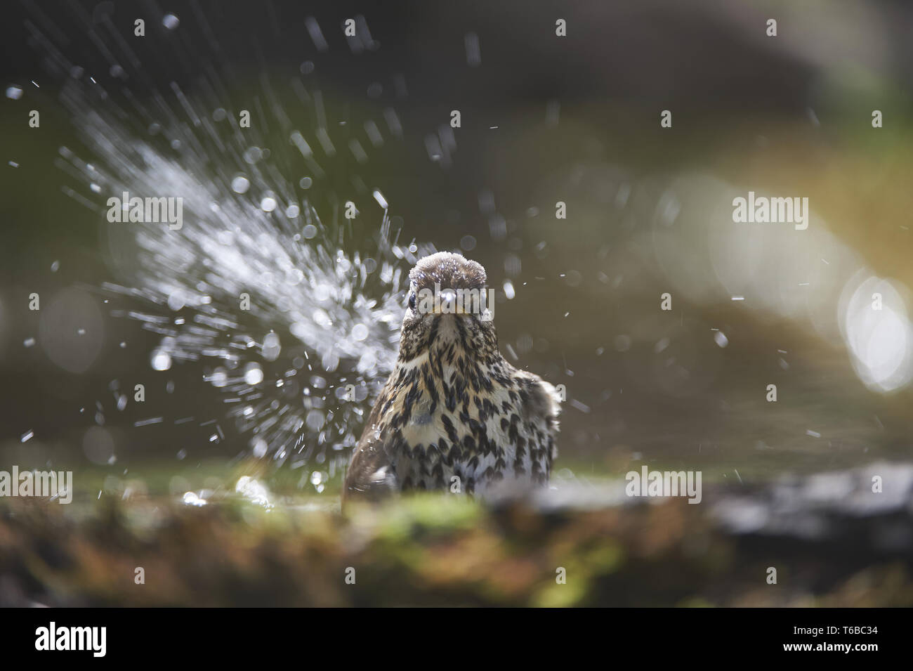 mavis, throstle, Turdus philomelos Stock Photo - Alamy