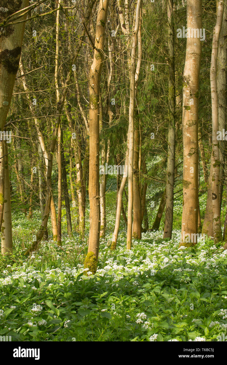 Ash trees uk woodland hi-res stock photography and images - Alamy