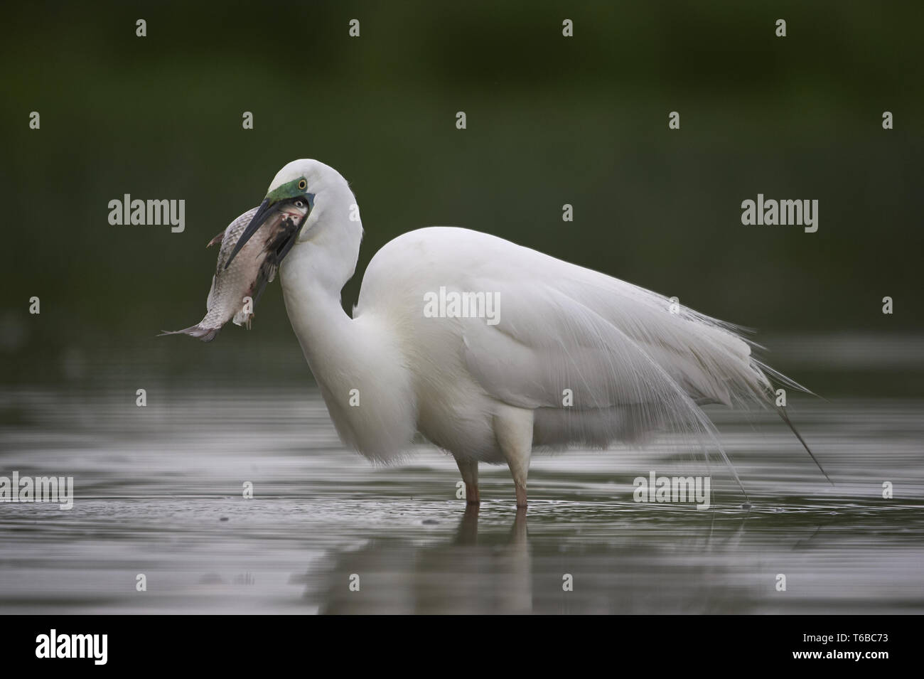 Great egret, Adrea Alba Stock Photo - Alamy