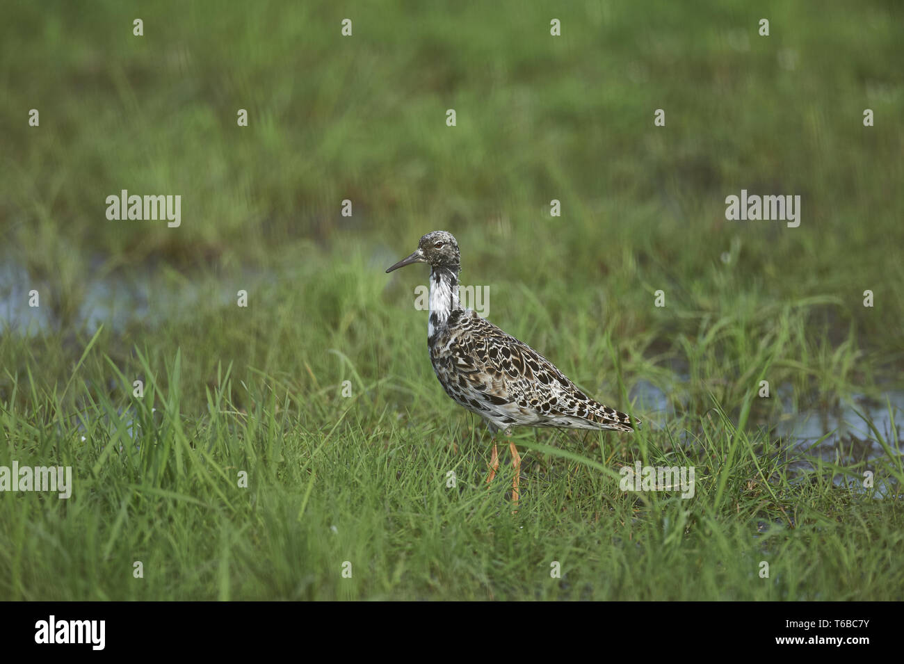 Great egret, Adrea Alba Stock Photo - Alamy