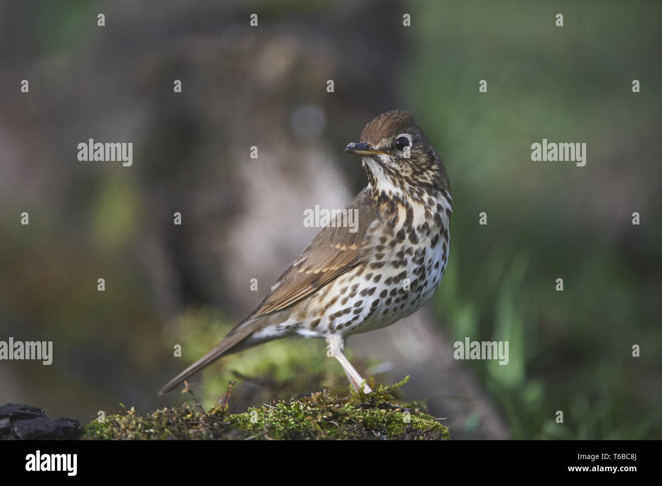 Great egret, Adrea Alba Stock Photo - Alamy