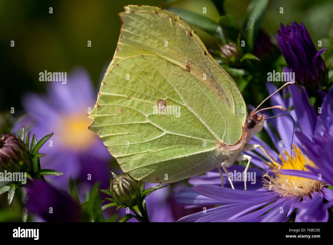 The common brimstone butterfly hi-res stock photography and images - Alamy