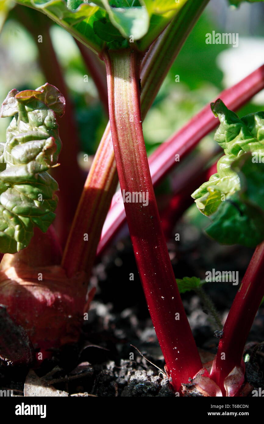 Red rhubarb hi-res stock photography and images - Alamy