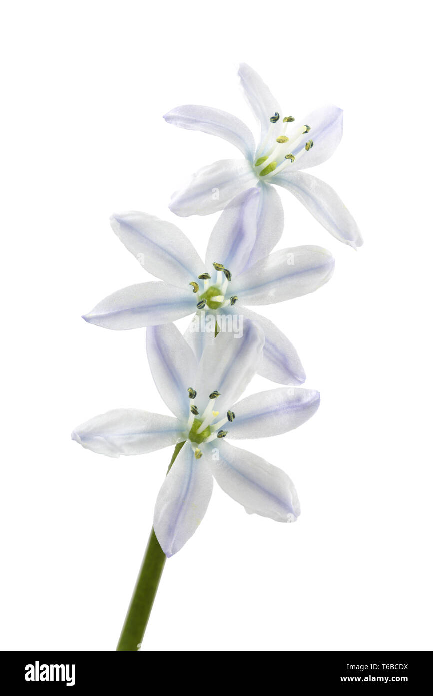 Scilla flower Cut Out Stock Images & Pictures - Alamy