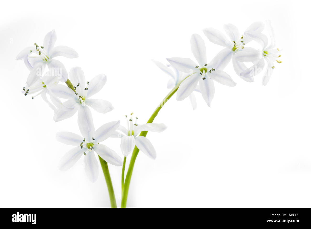 Scilla Flower Cut Out Stock Images & Pictures - Alamy