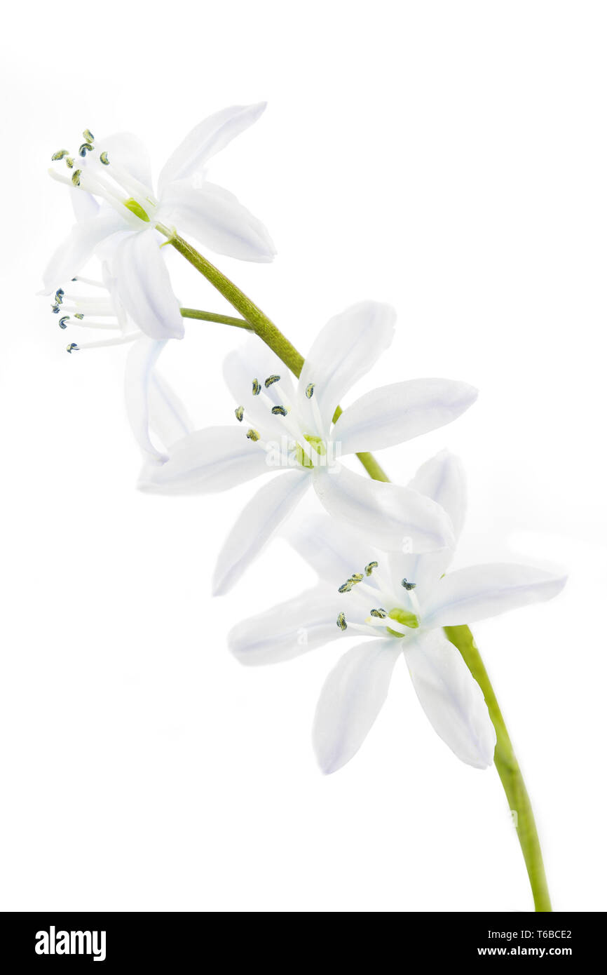 Scilla Flower Cut Out Stock Images & Pictures - Alamy