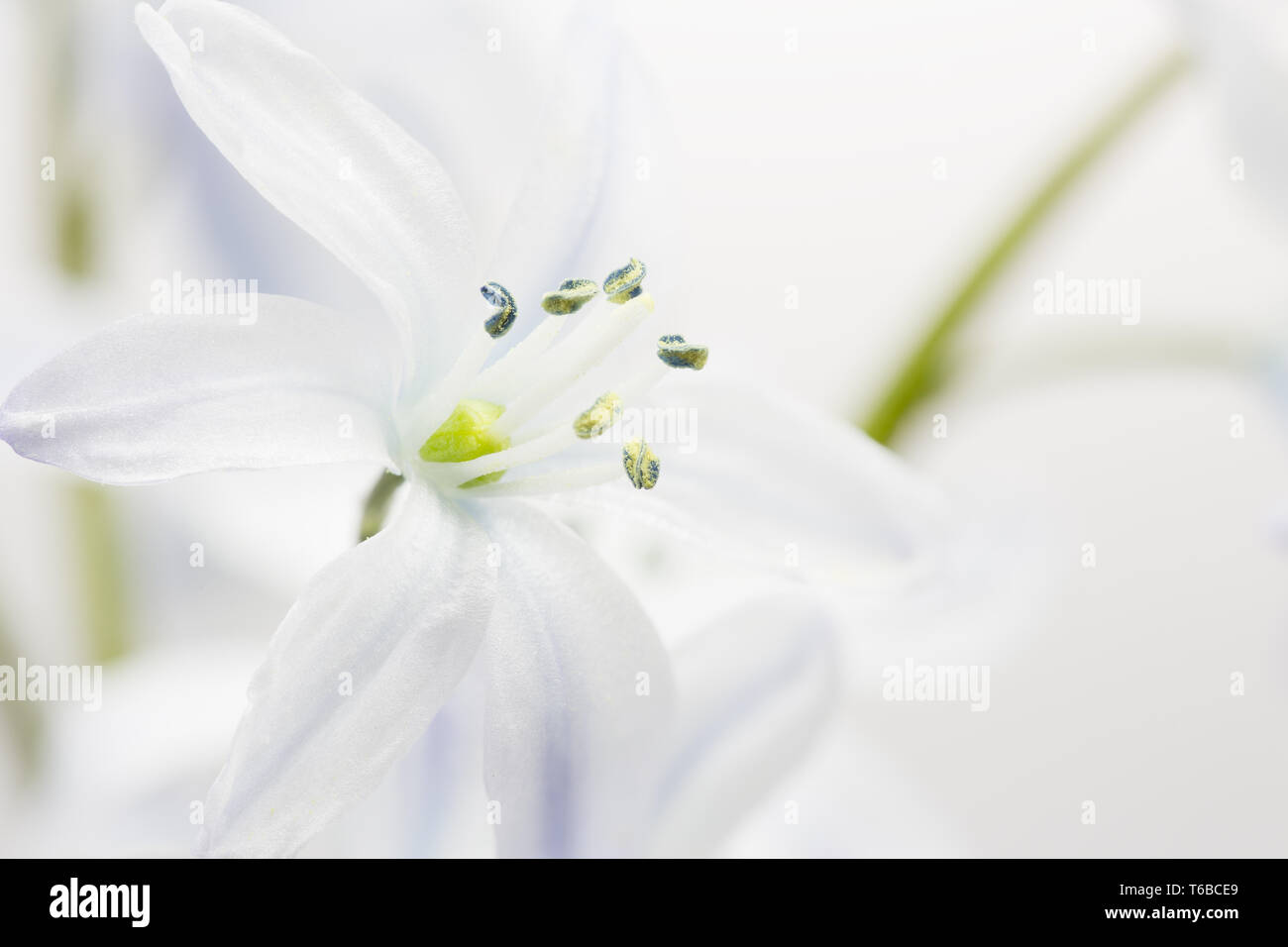 Scilla Flower Detail Stock Photo - Alamy