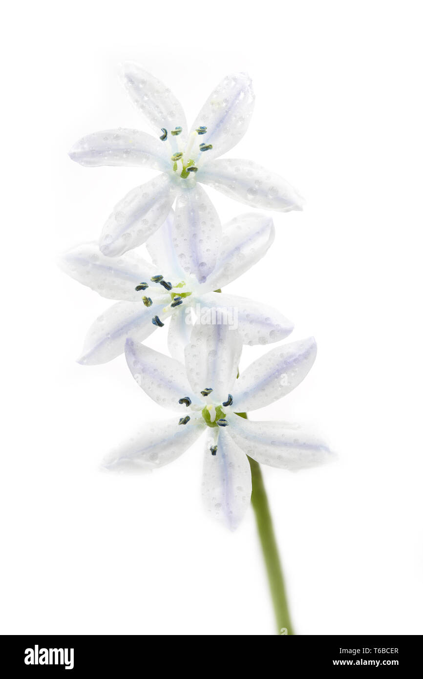 Scilla Flower Detail Stock Photo - Alamy