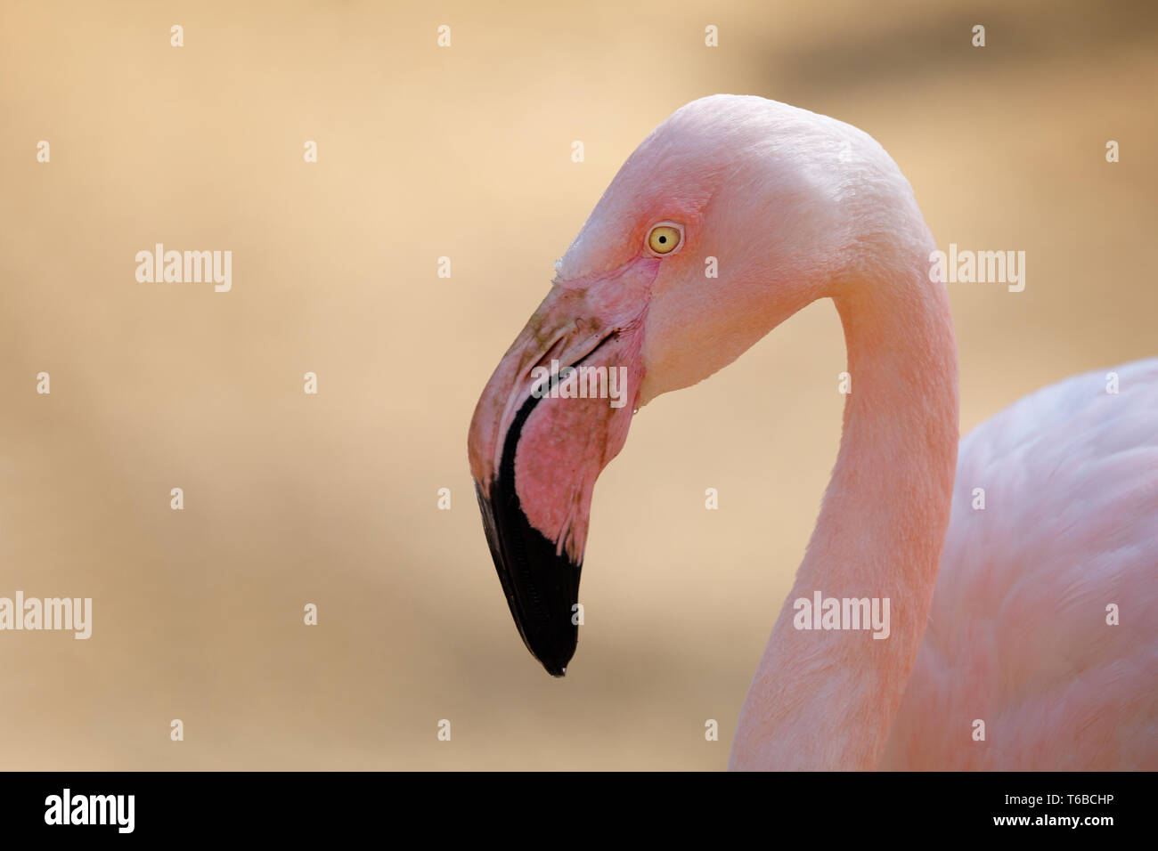 Phoenicopterus rose hi-res stock photography and images - Alamy