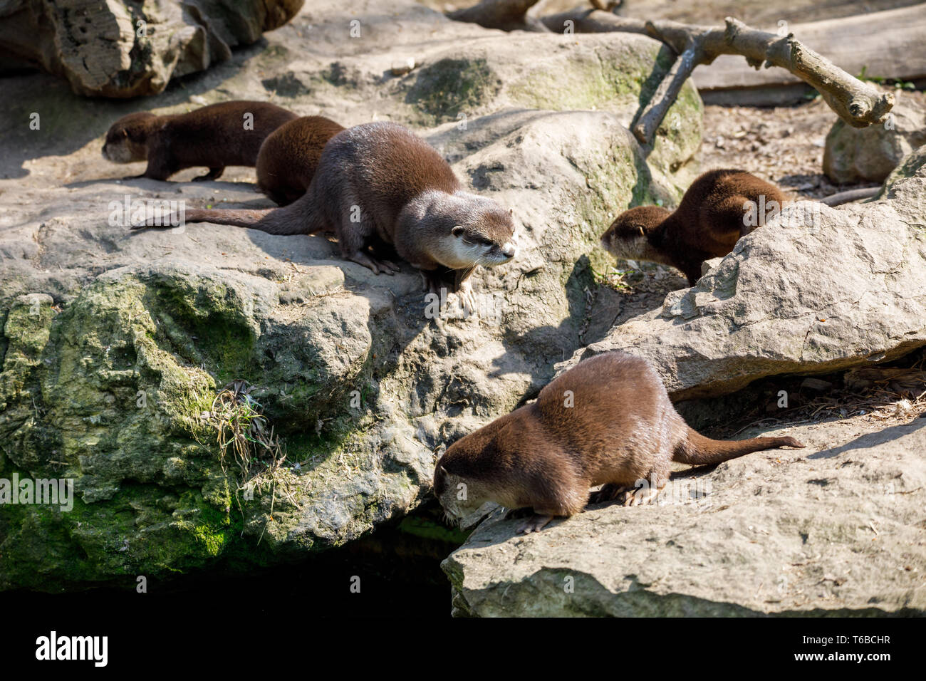 Otter family hi-res stock photography and images - Alamy