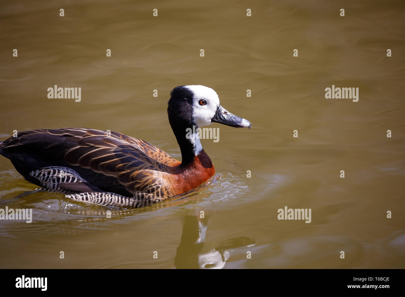 Close up face white faced hi-res stock photography and images - Alamy