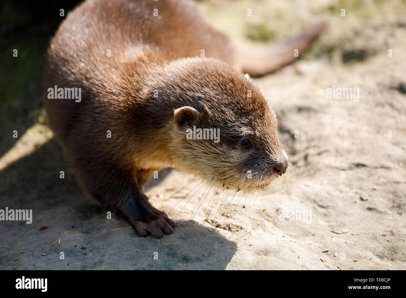 Baby otter uk hi-res stock photography and images - Alamy