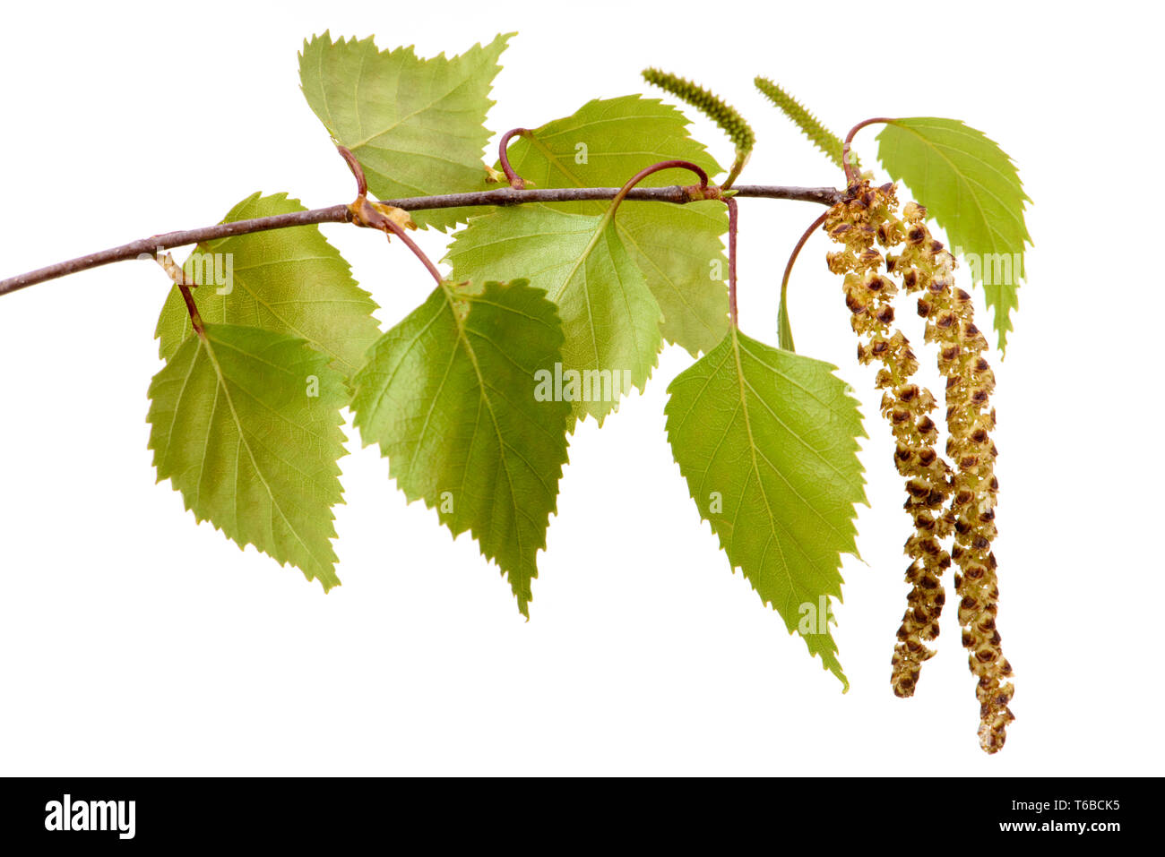 Beautiful birch tree Cut Out Stock Images & Pictures - Alamy