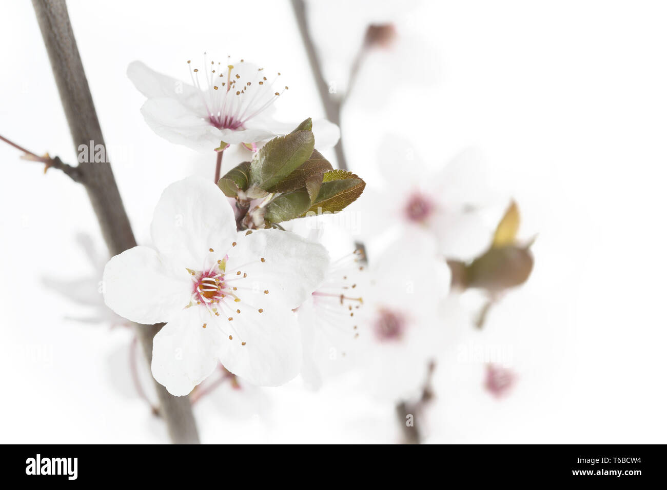 Prunus cerasifera nigra Cut Out Stock Images & Pictures - Alamy