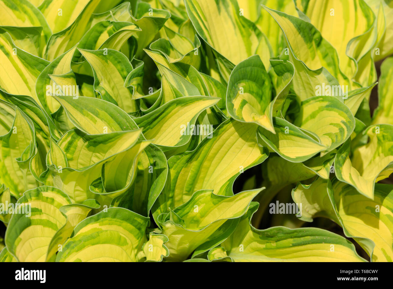 spring green leaves plant for background use Stock Photo - Alamy