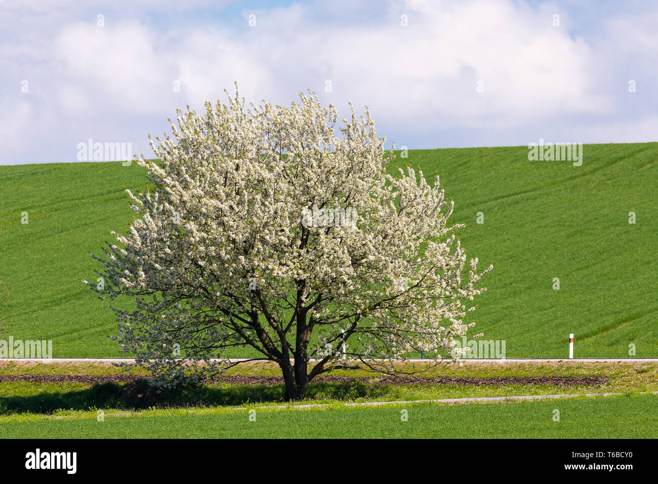 spring blooming tree in countryside Stock Photo - Alamy
