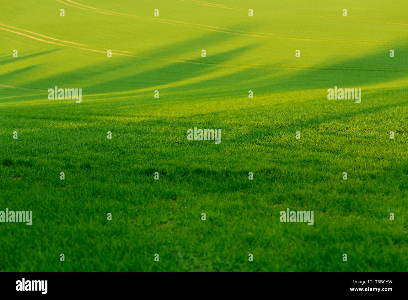 green spring field Stock Photo - Alamy