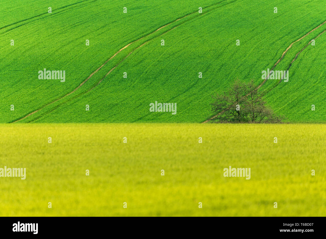 Yellow and green spring field Stock Photo - Alamy