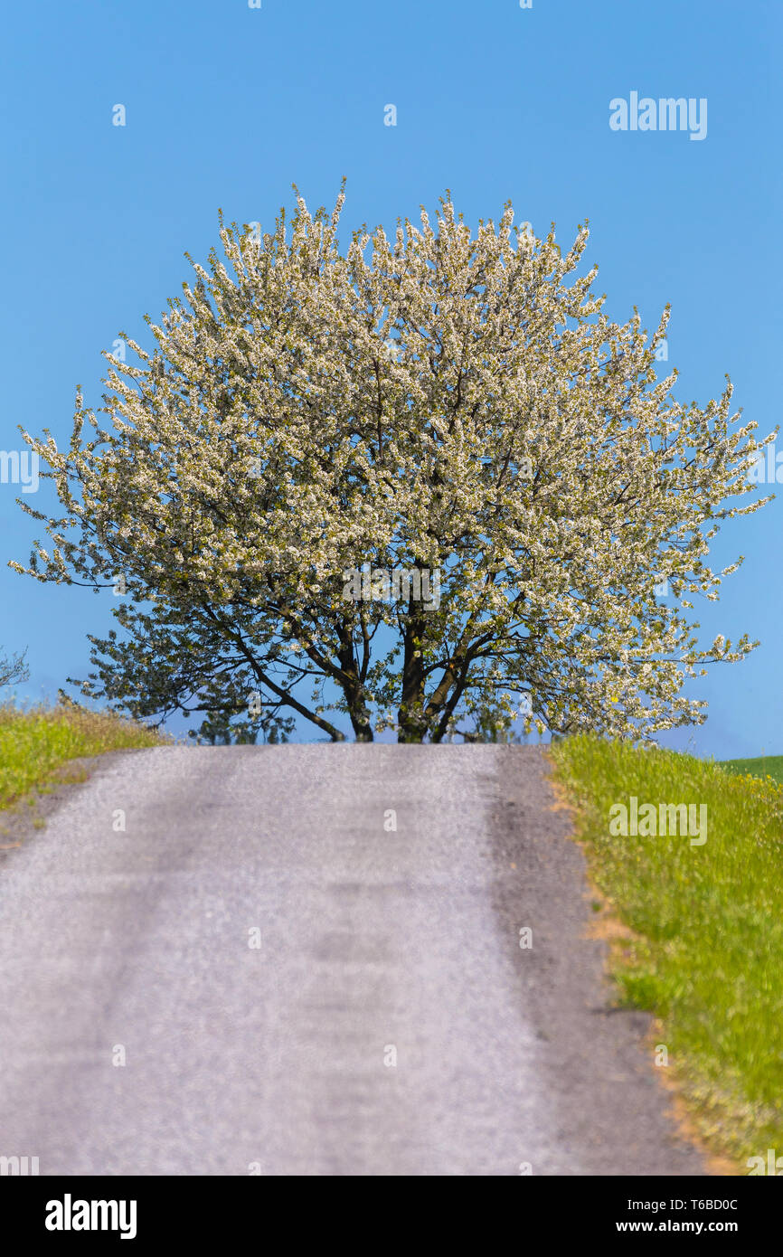 road and spring blooming tree in countryside Stock Photo - Alamy