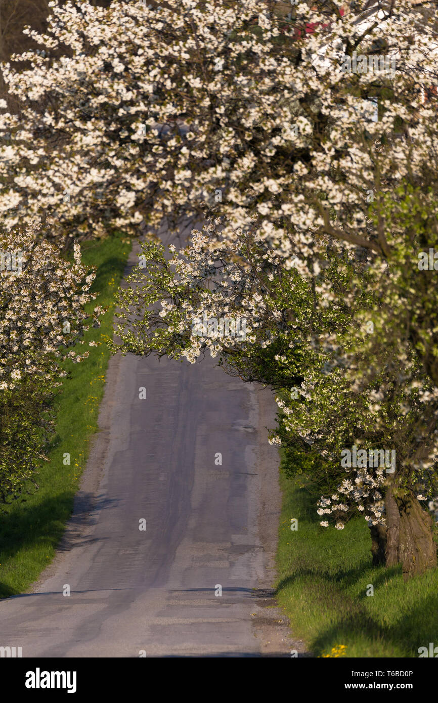 road with alley of apple trees in bloom Stock Photo - Alamy