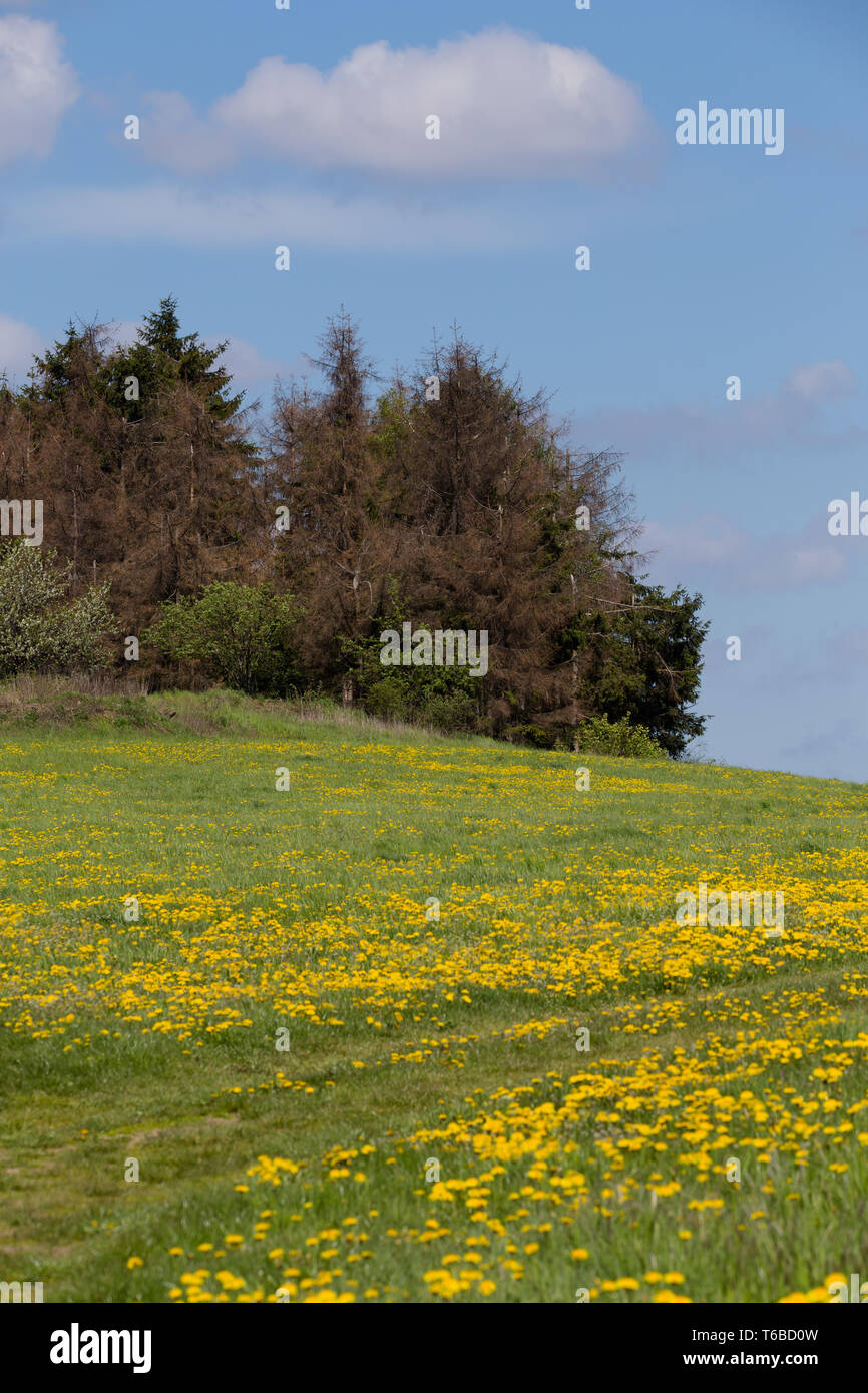 spring rural summer landscape Stock Photo - Alamy