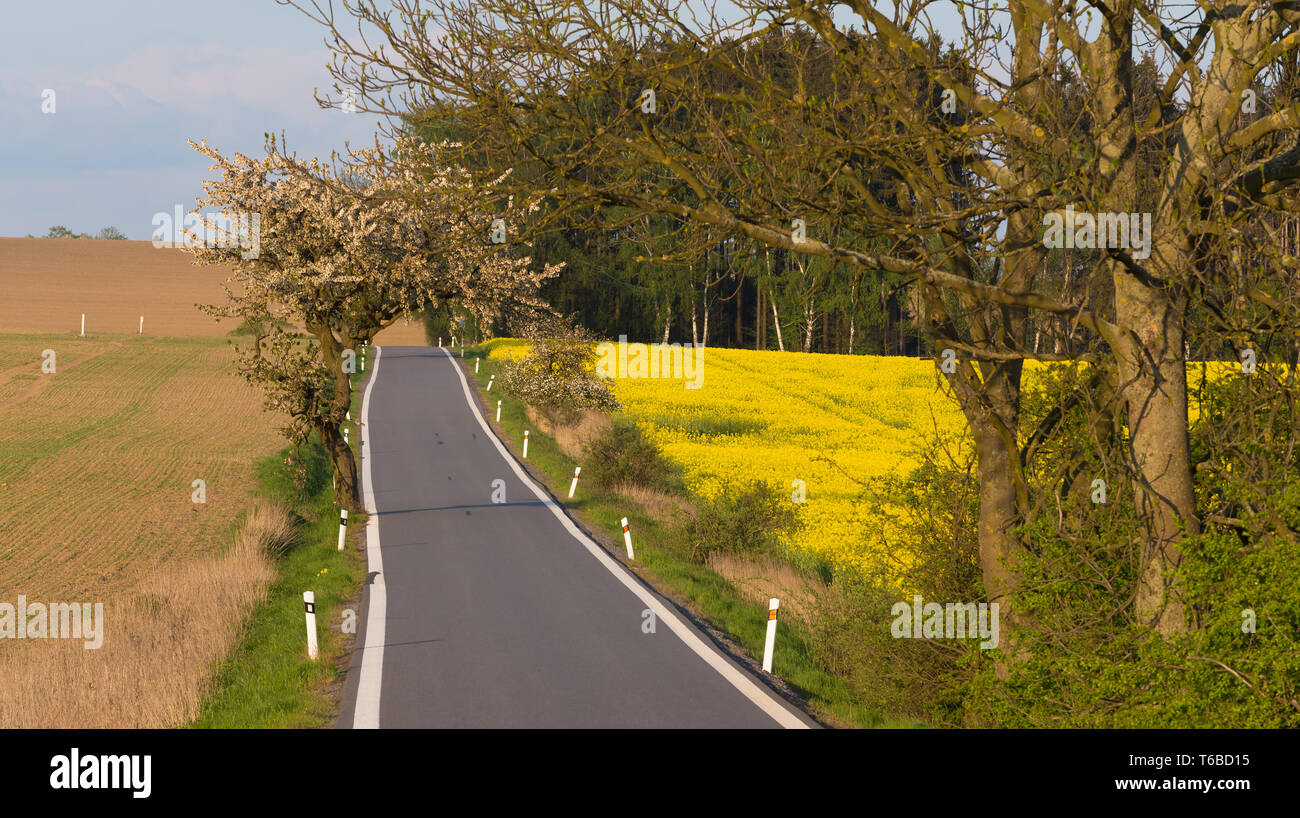 road with trees in spring Stock Photo - Alamy