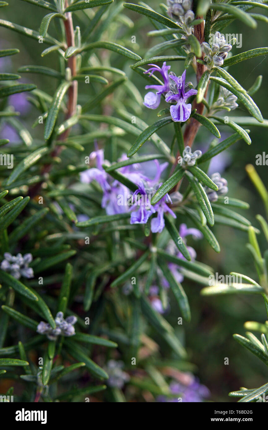Rosemary detail hi-res stock photography and images - Alamy